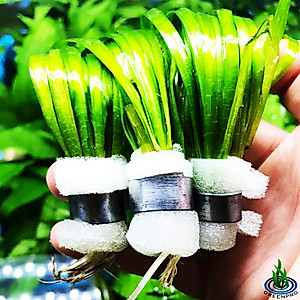 Jungle Val | Tall Vallisneria Spiralis 3-Bunch Freshwater Live Aquarium Plants Background Fish Tank Greenpro