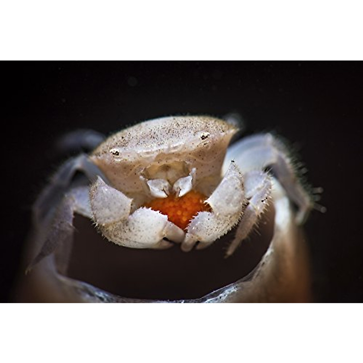 A small tube sponge crab carries its eggs under its carapace Poster Print by Brook PetersonStocktrek Images (17 x 11)
