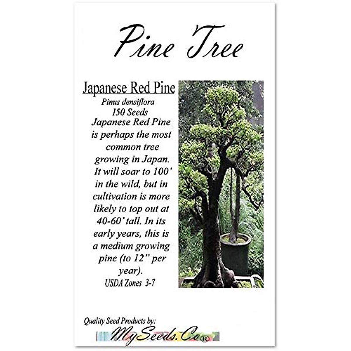 Big Pack Bonsai Tree Seeds - Japanese RED Pine Tree (150 Seeds) - Pinus densiflora Pine Tree Seeds - Non-GMO Seeds by MySeeds.Co (Big Pack - Japanese Red Pine)