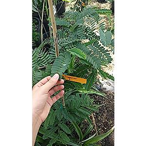 Pure Organic Tamarind Paste Concentrate - Sweet and Sour Sauce for Indian Chutney and Thai curry, Gluten Free, No Sugar Added, Glass Jar (1 PACK)