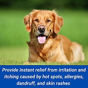 PetAseptic Skin Relief Spray for Dogs | Relieves Dry Itchy Skin, Hot Spots, Dandruff, Allergy Dermatitis, & Skin Rashes | Clear, Stainless, & Greaseless | Provides Fast, Temporary Relief | 4oz Spray