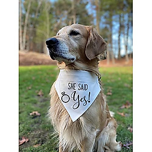 Engagement Gift, My Humans are Getting Married Dog Bandana Collar, Strong D-Ring for Easy Leash Attached Engagement Dog Bandana, Adjustable Dog Collar with Quick Release Buckle for Dogs Cats
