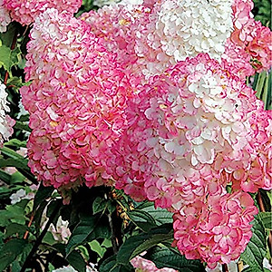 QAUZUY GARDEN Vanilla Strawberry Hydrangea Seeds (Hortensia) 60 Pink Hydrangea Flowers Tree Bush Plants Seeds - Fast-Growing & Attract Pollinators - Showy Accent Privacy Screen