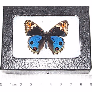 BicBugs Junonia orithya Male Real Framed Butterfly Blue Buckeye Japan