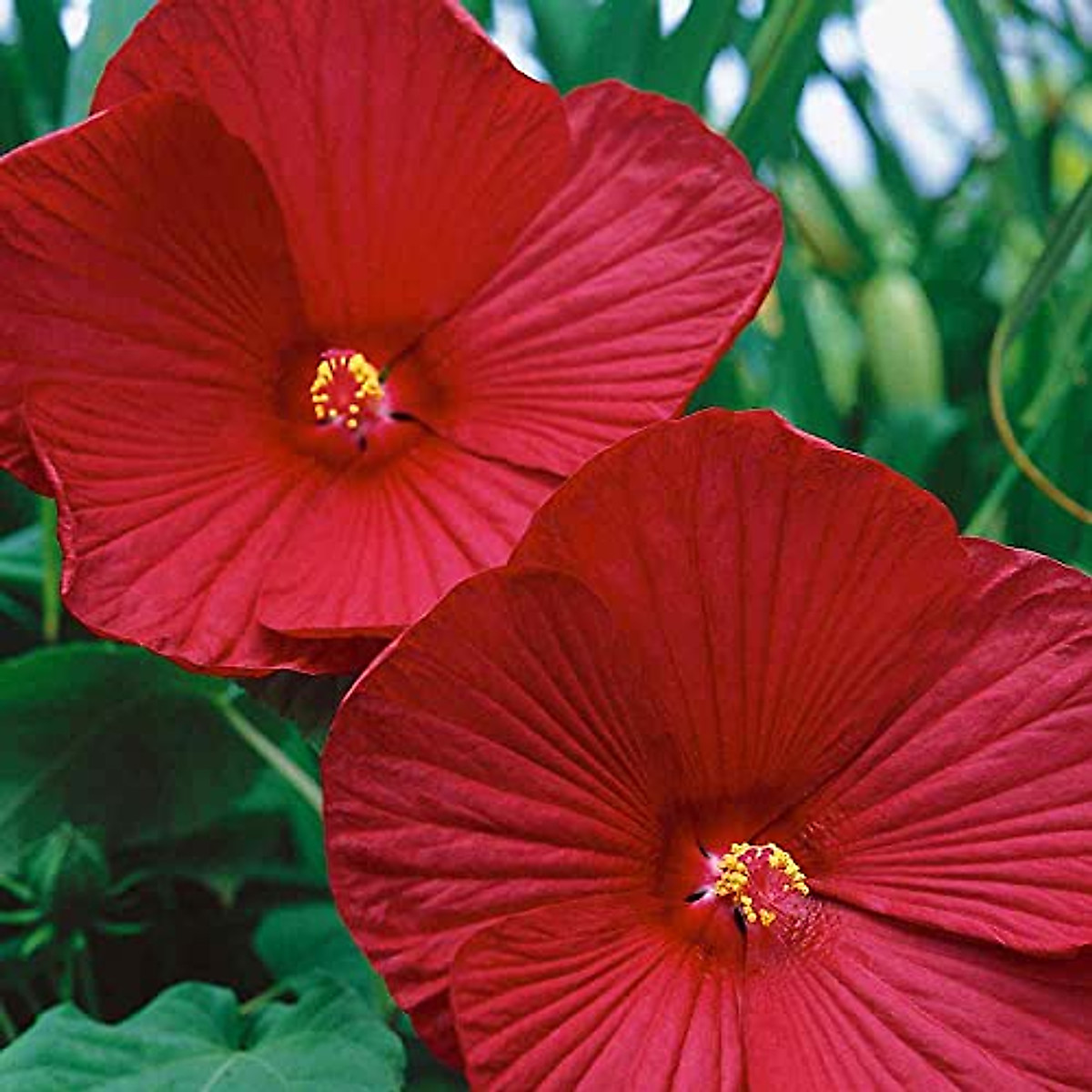 Outsidepride Hardy Hibiscus Luna Red Garden & Container Plant Flower Seed - 10 Seeds