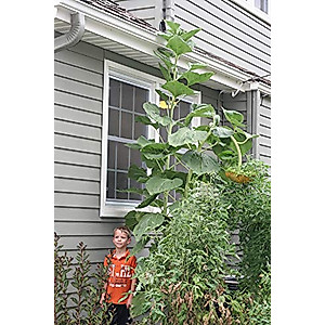 Sow Right Seeds - Mammoth Sunflower Seeds for Planting - Grow Giant Grey Stripe Sun Flowers in Your Garden - Non-GMO Heirloom Seeds with Full Instructions for Planting Bright Sunflowers at Home (1)
