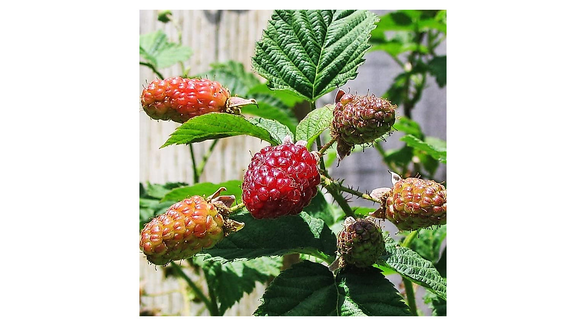 Loganberry Plant Live: Easy Grow Berry Fruits for Your Garden