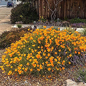 Outsidepride Eschscholzia Californica California Poppy Native Garden Wild Flower Seed - 5000 Seeds