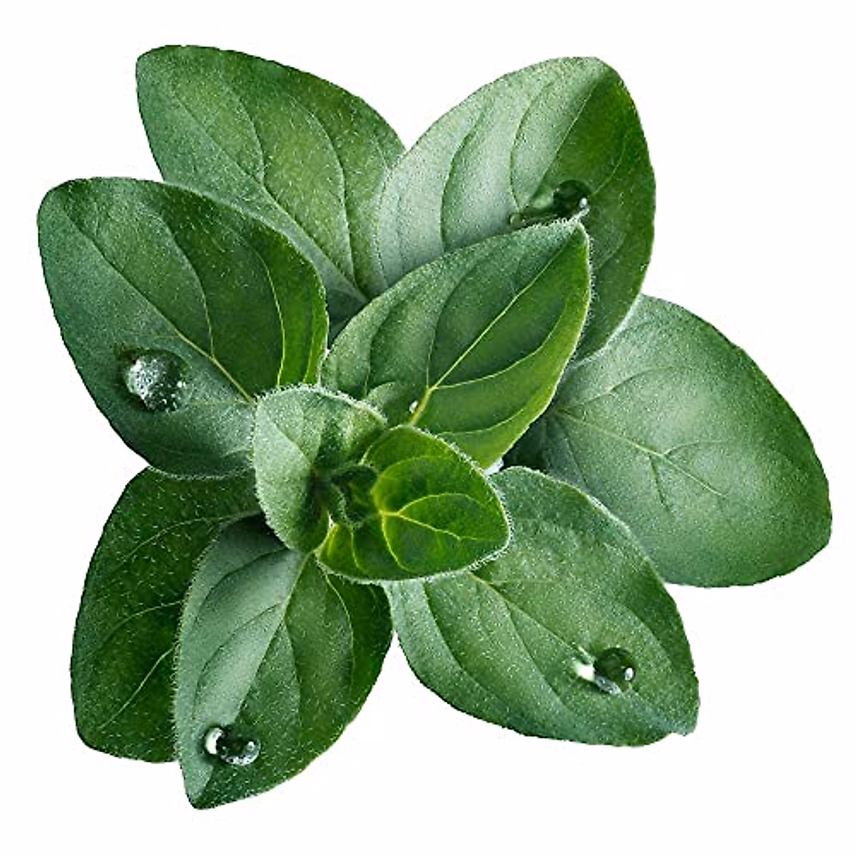 Greek Oregano Herb Seeds for Planting, 2500+ Seeds Per Packet, (Isla's Garden Seeds), Non GMO & Heirloom Seeds, Botanical Name: Origanum vulgare, Great Herb Garden Gift