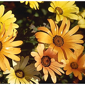 African Daisy Flake Flower Seeds, 1500+ Seeds Per Packet, (Isla's Garden Seeds), 85% Germination Rate, Non GMO & Heirloom Seeds, Scientific Name: Dimorphotheca sinuata