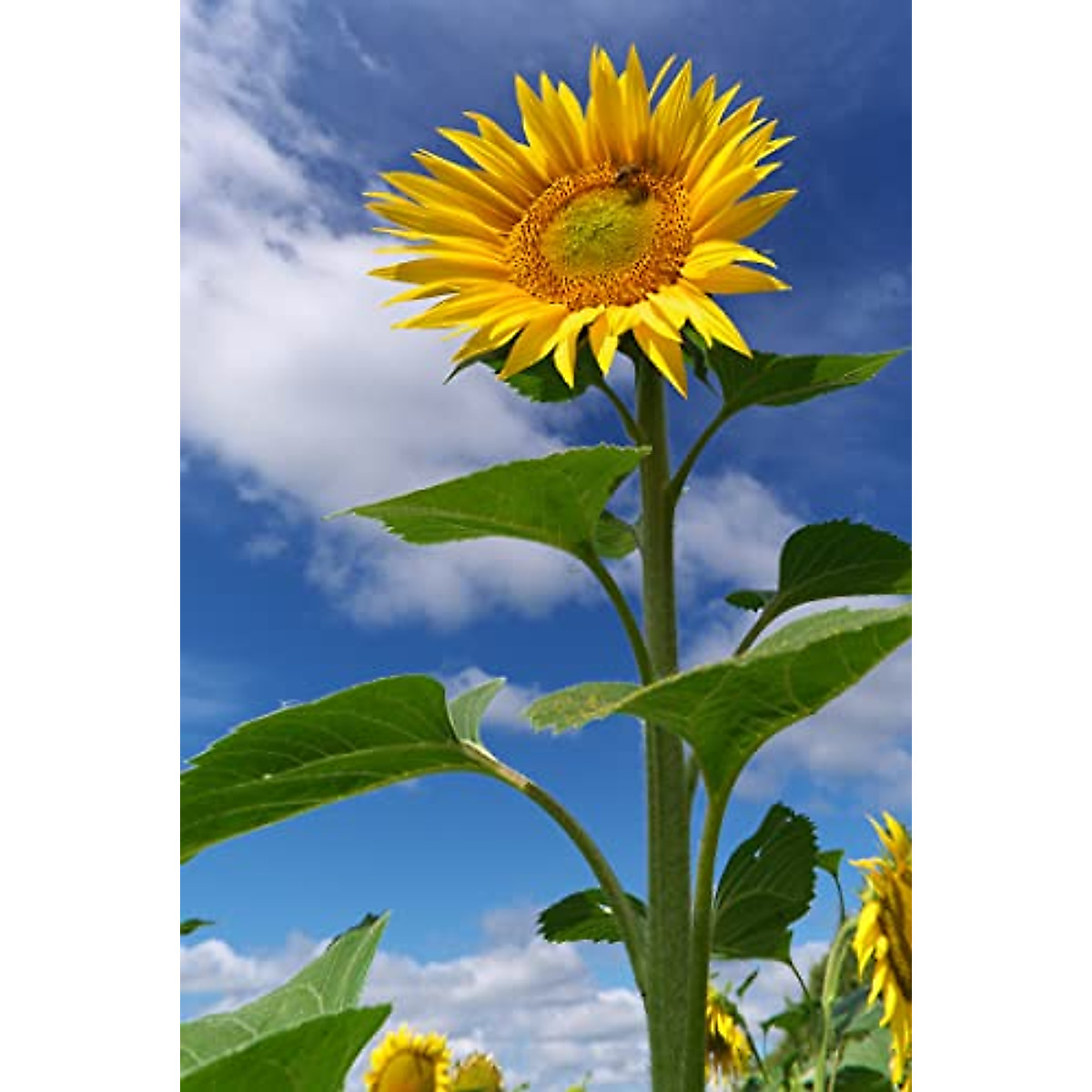 Skyscraper Sunflower Seeds for Planting | 100+ Seeds | Huge 15-20 feet Tall with Giant Sunflowers | Made in USA, Ships from Iowa