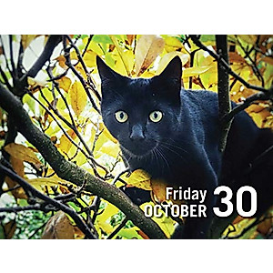 Cats 2020 Mini Day-to-Day Calendar