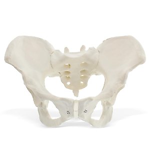 MonMed Life Size Female Pelvis Model, Hip Model – Female Anatomy Model, Hip Bone Pelvic Model Female Anatomical Model