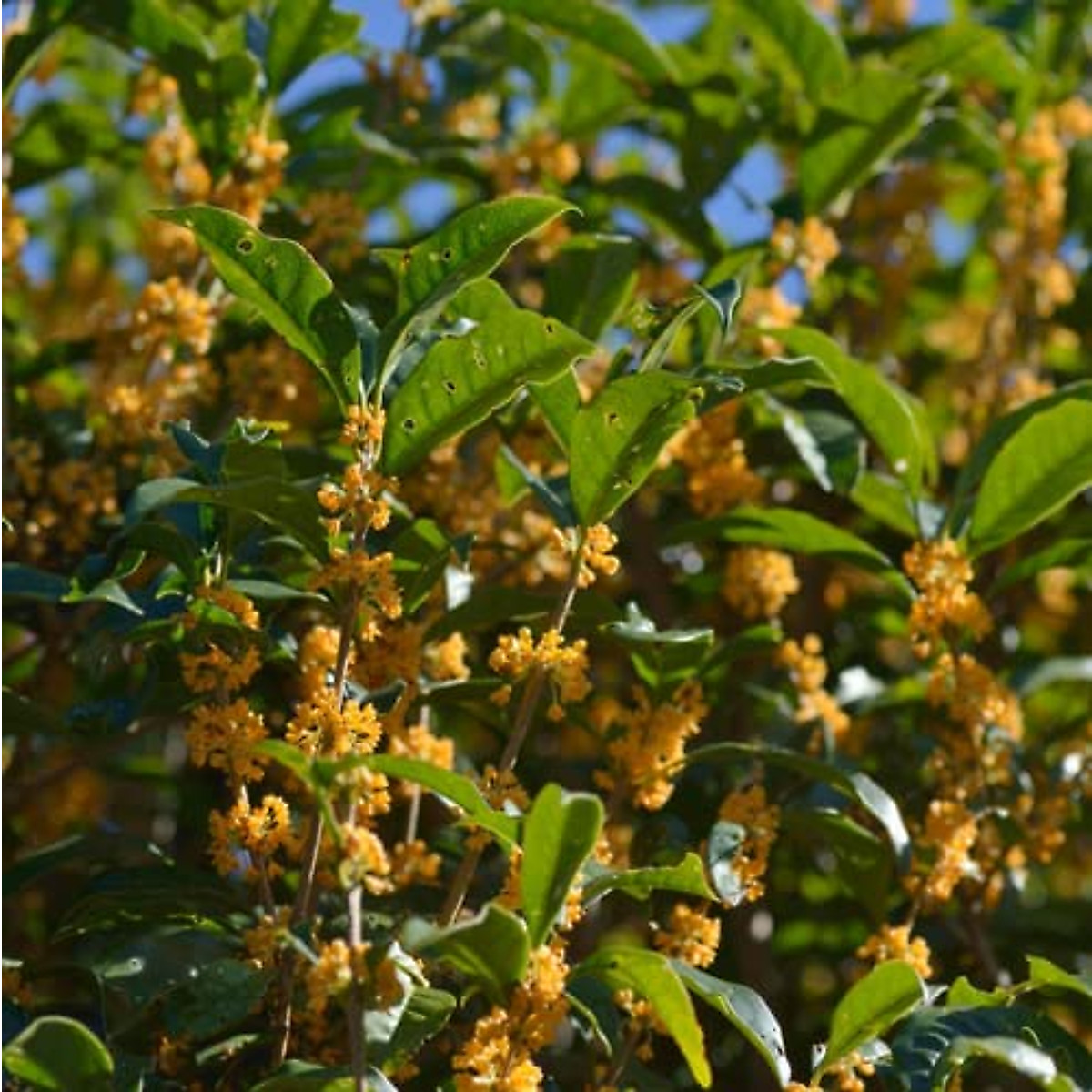 CHUXAY GARDEN 5 Seeds Osmanthus Fragrans,Sweet Osmanthus,Sweet Olive,Tea Olive, Fragrant Olive Orange Small Tree Evergreen Shrub Grows in Garden and pots