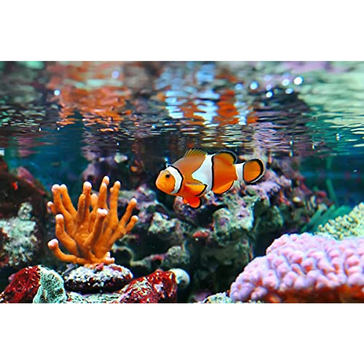 Standard Fusion Standing Aquarium Thermometer, Pack of 3