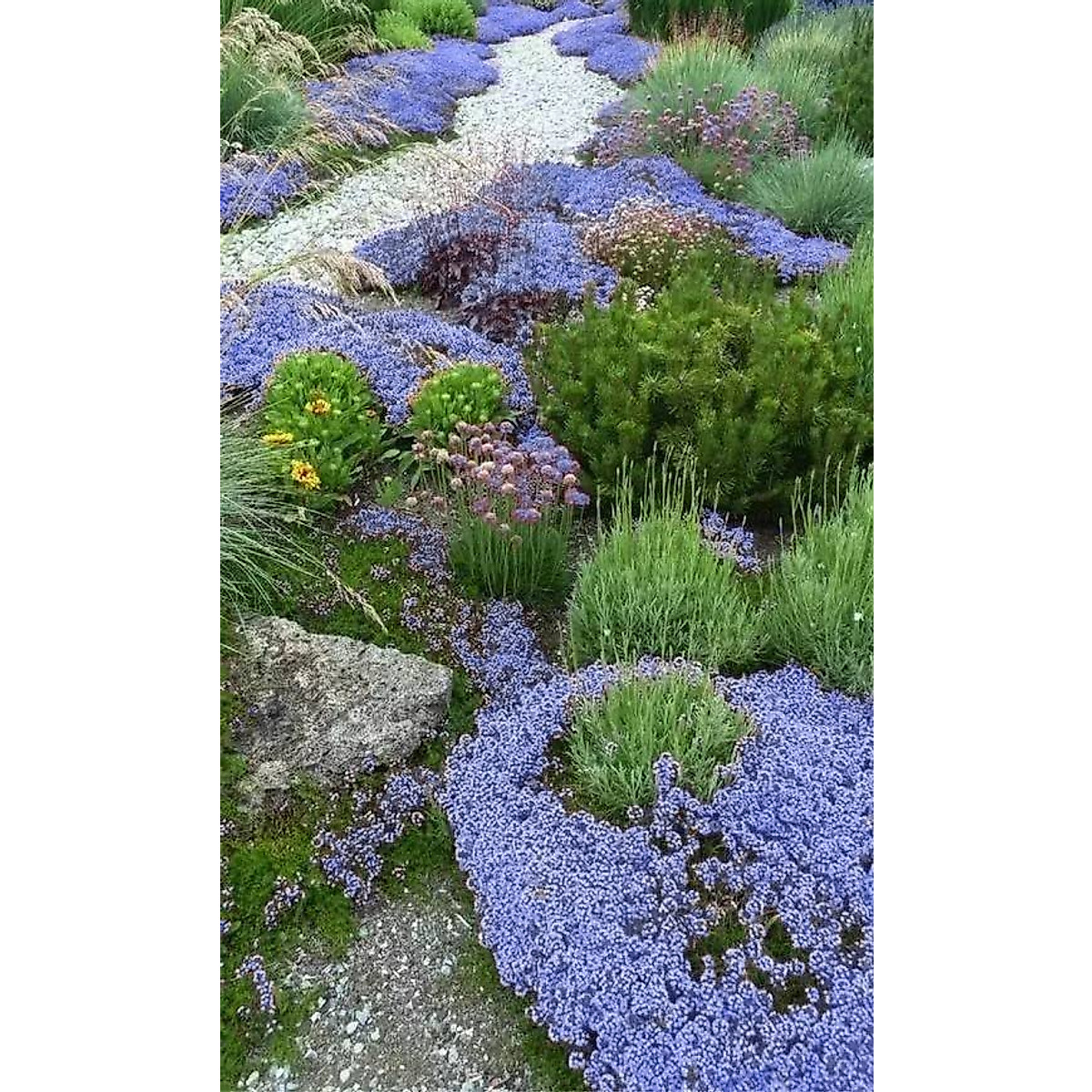 3000+ Mix Creeping Thyme Seeds Ground Cover for Planting , Heirloom Thymus Serpyllum , Ground Cover Plants Easy to Plant and Grow, Non-GMO Yellow, Pink, Blue