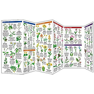 Virginia Trees & Wildflowers: A Folding Pocket Guide to Familiar Plants (Nature Observation North America)