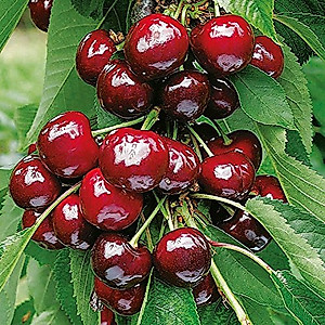 10 Seeds Dwarf Cherry Tree Self-Fertile Fruit Tree Indoor/Outdoor