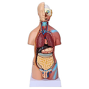 Body Internal Organs Model, Accurate Structure Human Torso Model for Hospital for School