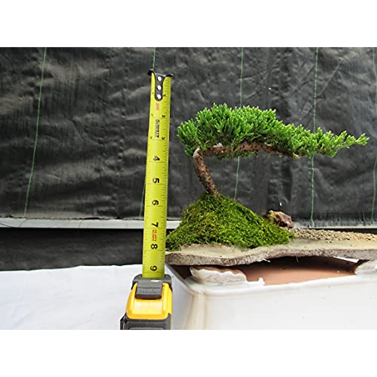 Juniper Bonsai Tree On Rock Slab
