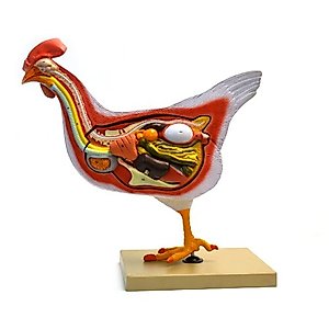 Chicken Hen Anatomy Model, 6 Parts - Life Size Cross Section - Hand Painted - Designed by Veterinary Professionals - Eisco Labs