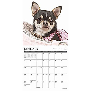 Chihuahua Rules 2021 Wall Calendar (Dog Breed Calendar)