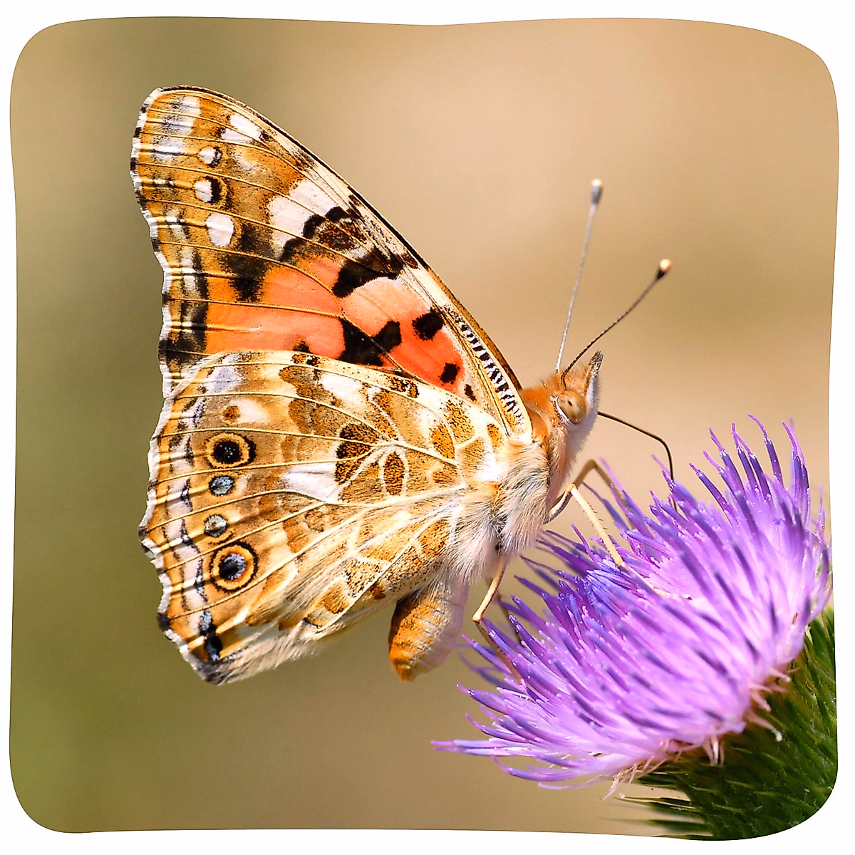 Insect Lore - Butterfly Growing Kit - With Voucher to Redeem Caterpillars Later