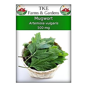 TKE Farms & Gardens - Mugwort Seeds for Planting, 500 mg, 4000+ Heirloom Seeds, Non-GMO, Instructions Included, Artemisia vulgaris, Qty 1