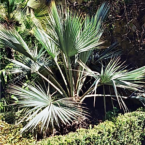 CHUXAY GARDEN 7 Seeds Brahea Armata,Mexican Blue Palm,Blue Hesper Palm Large Evergreen Tree Attractive Appearance Great Ornamental Plant