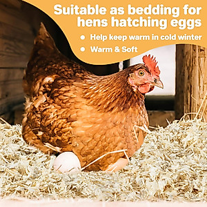 31OZ Sukh Chicken coop Bedding - Aspen shavings Animal Bedding as Chicken Supplies for Chicken House Bedding winterizing Nesting for Small pet Guinea Pig Rabbit Chinchilla Bird Gerbil Odor Control