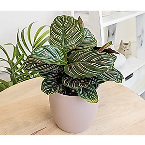 Altman Plants, Classic Houseplant Collection (4PK) Live Plants Indoor Plants Live Houseplants in Plant Pots, Easy House Plants Indoors Live, Snake Plant, Pothos in Potting Soil, Clean Air Plants