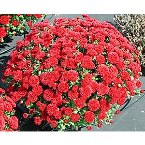 100pcs/bag Ground-cover chrysanthemum seeds, chrysanthemum perennial bonsai flower seeds daisy potted plant for home garden 6