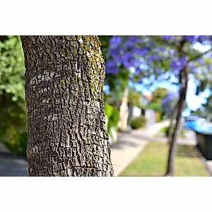 100 Jacaranda Tree Seeds (Jacaranda mimosifolia/Jacaranda acutifolia) - 100 Seeds - Blue Jacaranda Seeds, Black Poui, Nupur Tree - Pack of 100 Rare and Viable Seeds - QO Seeds