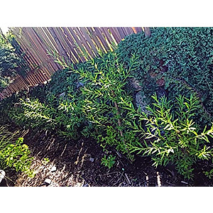 100 Hybrid Willow Tree Plant - Austree Cuttings Grow 12 Feet 1st Season - Create Instant Privacy Fence Hedge Fast Shade- Live Trees Fast Growing - Twigz Nursery