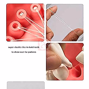 1.5 Times Large Dental Typodont Model Tooth Brushing flossing Practice Model Demonstration Removable Lower Teeth for Kids Dental Students Tooth Teach Study, 4.5 Inch x3.5 Inch x3.5 Inch