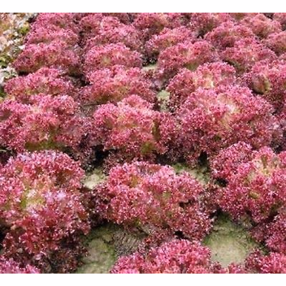 Salad Bowl Red Leaf Lettuce Seeds for Planting, 1000+ Heirloom Seeds Per Packet, (Isla's Garden Seeds), Non GMO Seeds, Botanical Name: Lactuca Sativa