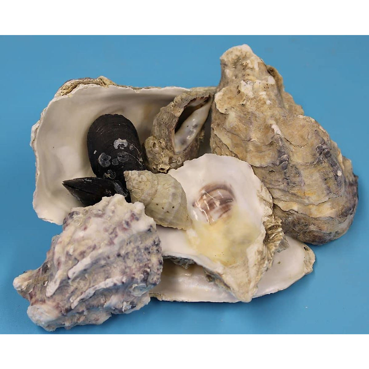 Pacific Oyster Shells - Crushed Oyster Shell Calcium Supplement for Egg-Laying Poultry (Chickens & Ducks) (10)