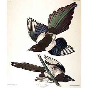 American Magpie. From"The Birds of America" (Amsterdam Edition)