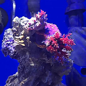 Seachem 437 Prime Fresh and Saltwater Conditioner - Chemical Remover and Detoxifier 1L