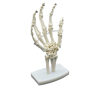 MAYMII High Quality PVC Human Hand Skeleton Medical Anatomical Model on Base Stand, Life Size, Articulated
