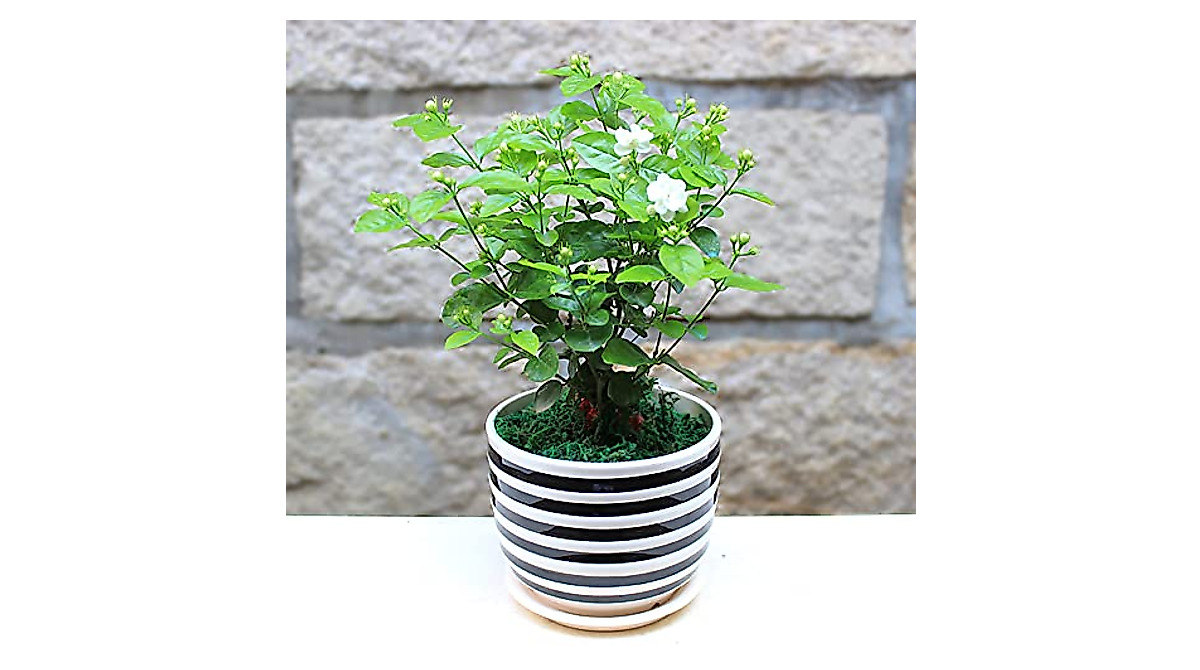 50pcs Non-GMO Jasmine Seeds - Easy to Grow