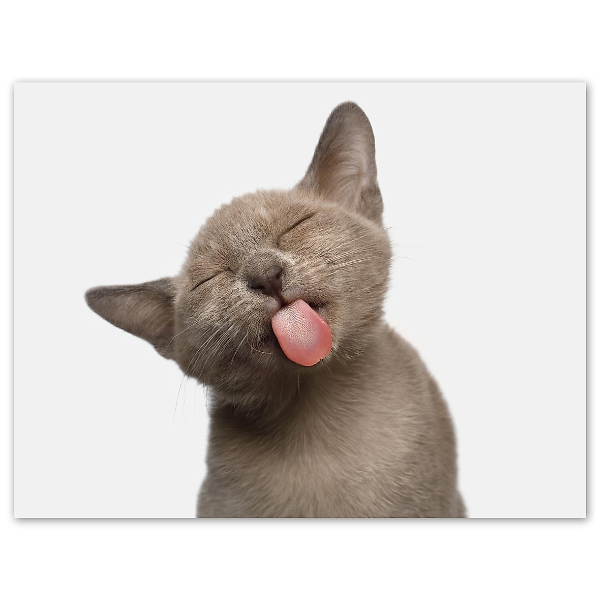 Small World Greetings Playful Kitten Cards 12 Count - Blank Inside with Envelopes - A2 Size (5.5”x4.25”) - Cat Stationery - All Occasion, Thank You, Birthday, and More