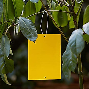 Yellow Sticky Traps For Gnats (20 Pack) - Sticky Gnat Trap - Gnat Killer - Fruit Fly Paper - Fly Traps Indoor Sticky-Yellow Sticky Traps Fungus Gnat - Sticky Traps For Plants - Fruit Flies -Dual-Sided