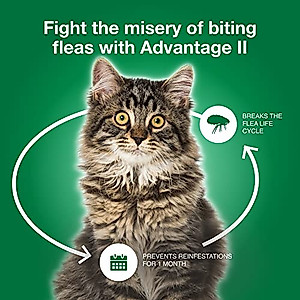 Advantage II Large Cat Vet-Recommended Flea Treatment & Prevention | Cats Over 9 lbs. | 6-Month Supply