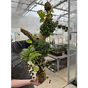 Josh's Frogs Flexible Natural Coco Tree Branches (Large)