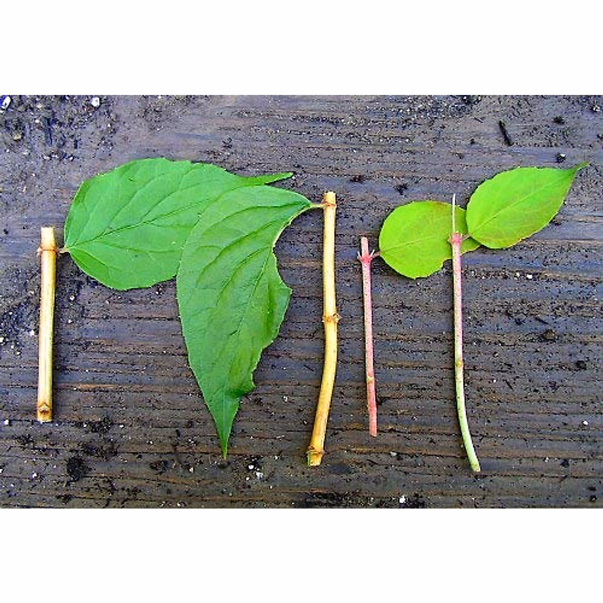 Hydrofarm DG00201 Liquid Hormone Concentrate Hydroponic Rooting Solution, 2-Ounce