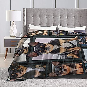Cute Chihuahua Dog Black Lovely Puppy Printed Ultra-Soft Throw Blanket Home Decorative Blanket for Living Room Bed Sofa
