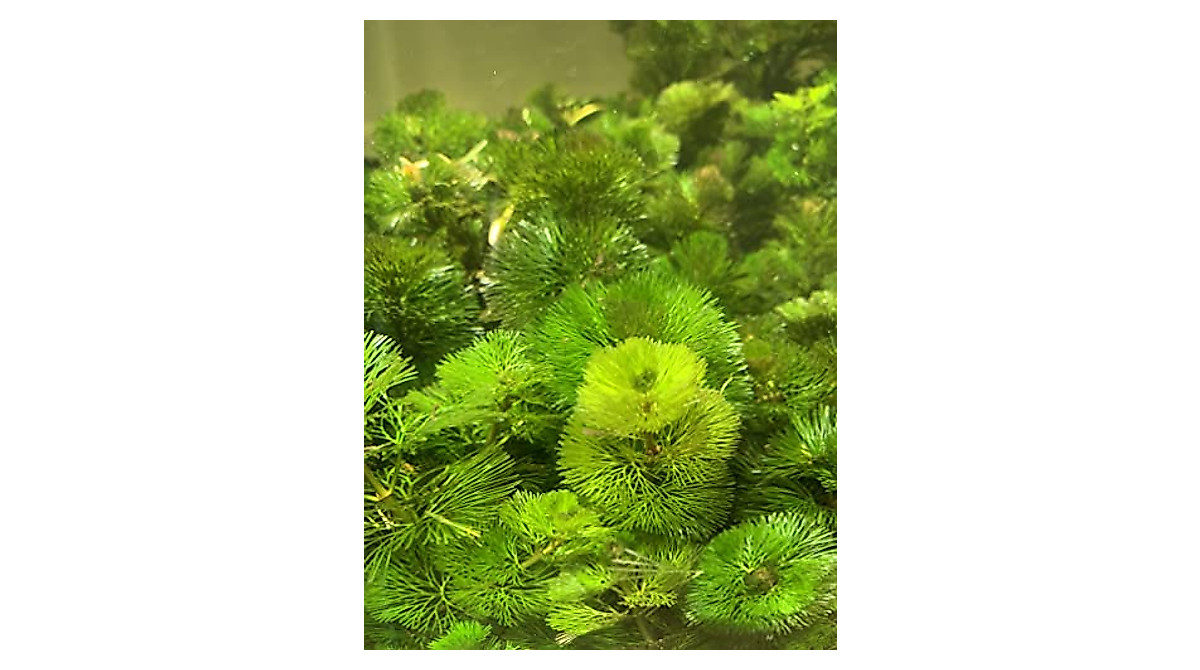 Marcus Fish Tanks - 3X Green Cabomba Caroliniana Live Aquarium Plants ...