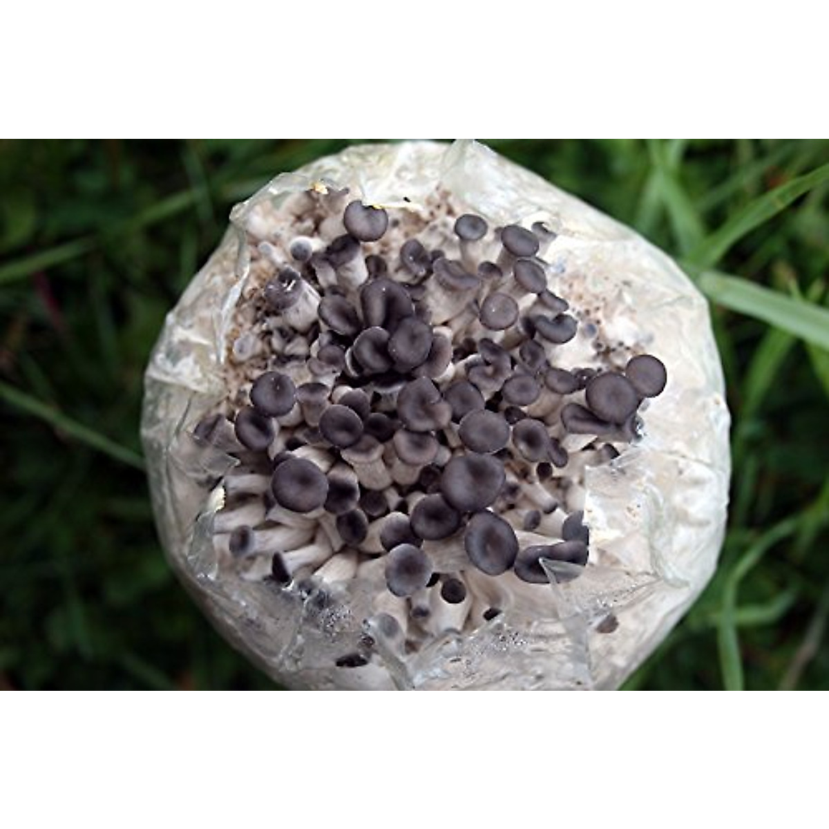 Root Mushroom Farm— Blue Oyster Mushroom Grow kit/ 3.2 pounds Log/Multiple flushes/Everything Included