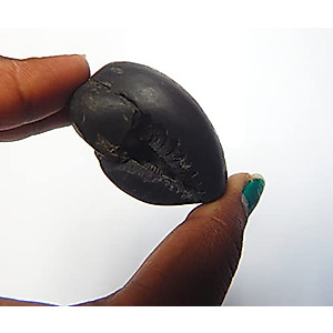 XUETZALCOATL Laxmi Narsimha shaligram Purnachakra Purnagarbha Shaligram Nepal Kali Gandki